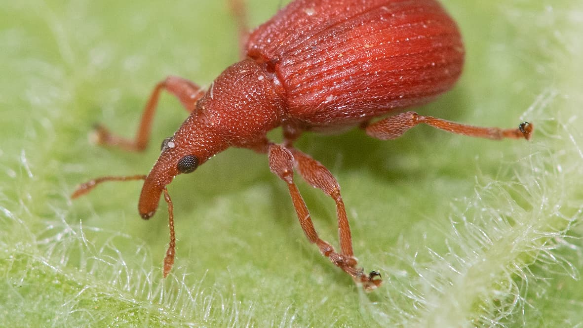 Geoff Foale Nature Diary | The battle between good and Weevil ...