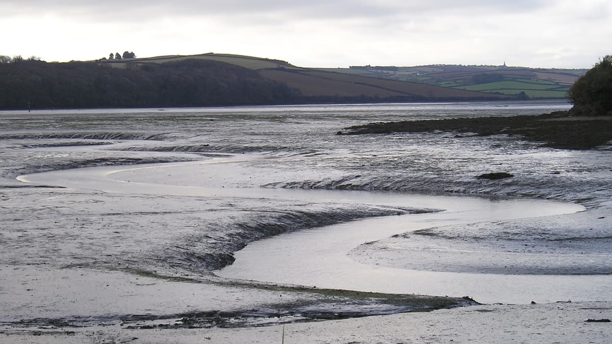 Nature Diary by Nigel Mortimer | Our key South Devon Estuary Ecosystems ...