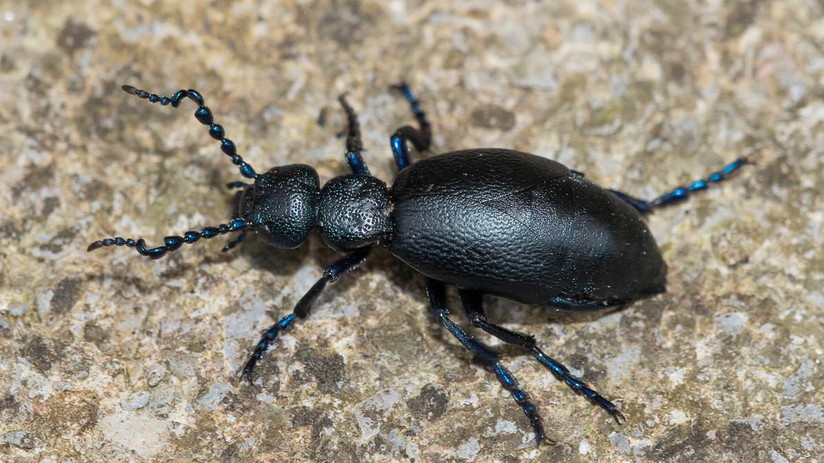 Geoff Foale | Insects out of sync | kingsbridge-today.co.uk