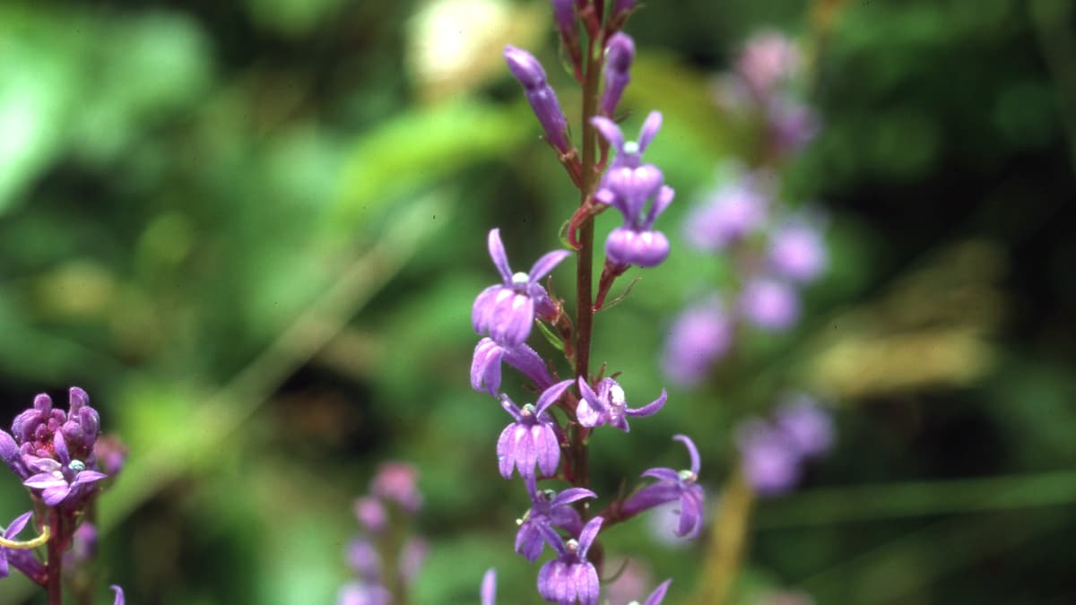 Volunteers battle to save rare lobelia in Andrew's Wood | kingsbridge ...