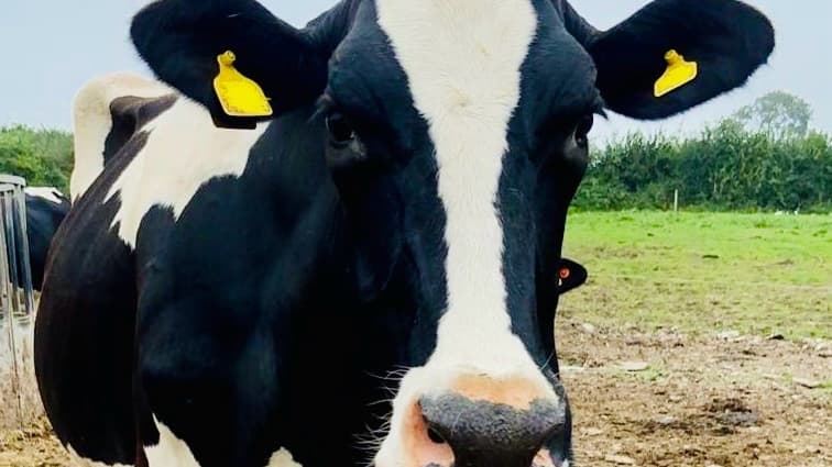 emergency cow surgery: vet saves dairy cow from severe bloating ...